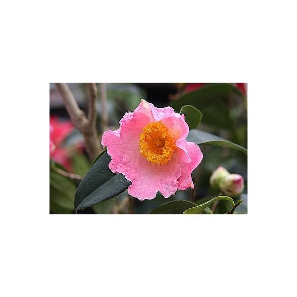 椿 苗木 【珠錨 （たまいかり） 一重椀咲き】 2年生 接ぎ木苗 ツバキ 苗木 植木 花木 庭木 シンボルツリー 生垣 目隠し 常緑樹 高木清楚な一重咲の花から、椿とは思えない華やかな八重咲きまで、椿には魅力的な品種が豊富にあります。珠錨は...