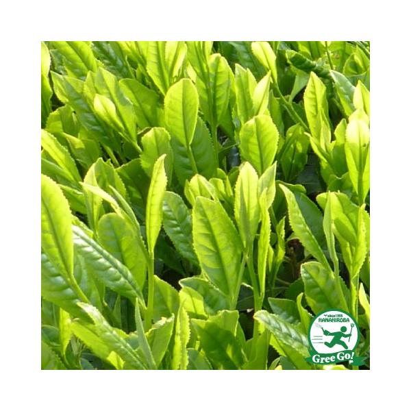 茶の木 苗 【おくみどり】 お茶 苗木 植木 花木 庭木 生垣 目隠し 茶葉 常緑樹 低木最近の研究で、お茶に含まれる成分やその作用が科学的に明らかになっています。お茶に特徴的な三大成分として、渋味・苦味成分でもあるカテキン類、お茶の苦み成...