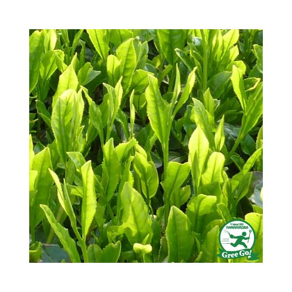 茶の木 苗 【さやまかおり】 狭山 お茶 苗木 植木 花木 庭木 生垣 目隠し 茶葉 常緑樹 低木最近の研究で、お茶に含まれる成分やその作用が科学的に明らかになっています。お茶に特徴的な三大成分として、渋味・苦味成分でもあるカテキン類、お茶...