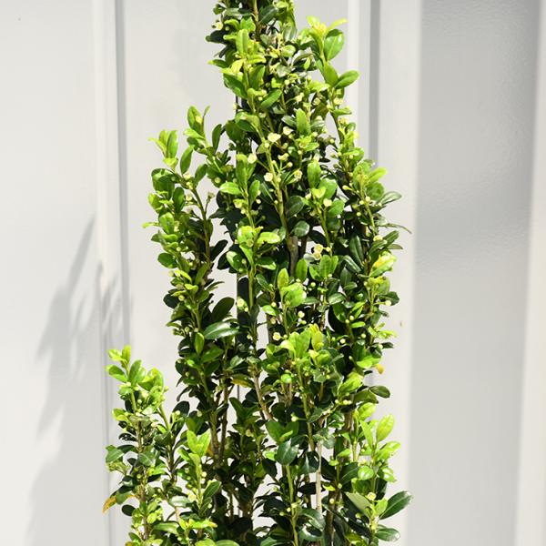 植木 ツゲ 苗 【スカイペンシル】 約0.9m ポット苗 柘植 苗木 庭木 生垣 目隠し グランドカバー 常緑樹 低木ほっそりとした樹形で洋風・和風とどちらの建物にもあいます。コニファーみたいですが、ツゲの仲間です。モダンな感じで日陰に強く...