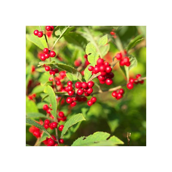 ウメモドキ 苗 【ウメモドキ （雄雌不明 実生苗）】 ポット苗 梅擬 苗木 里山の木 植木 花木 庭木 盆栽 生花 落葉樹 低木樹形や葉の形状が梅と似ていますが、モチノキの仲間です。「梅もどき」という名前の由来もそこにあります。日本の山野に...