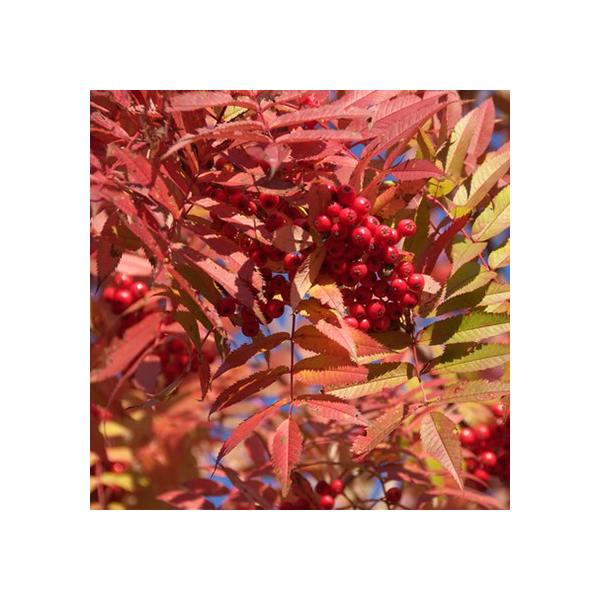 ◆送料無料◆ ナナカマド 苗 【ナナカマド】 1年生 約0.7m ポット苗 七竈 苗木 植木 庭木 シンボルツリー 紅葉 雑木 落葉樹 高木日本の山野に自生している、紅葉が綺麗な落葉高木です。樹高は6〜10mくらいになります。夏に白い花が咲...