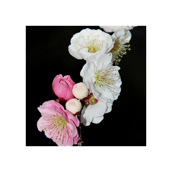 ◆送料無料◆ 花梅 苗 【思いのまま】 1年生 接ぎ木苗 はなうめ 苗木 庭木 落葉樹 シンボルツリー中輪八重咲きで、紅と白の二色を咲き分ける品種です。単色だけでなく、紅に白・白に紅の絞りが入ることもあります。そんな思いのまま咲き分けるよう...