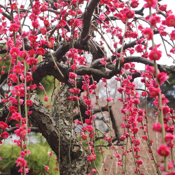 花梅 苗 【赤花 しだれ梅】 2年生 接ぎ木 大苗 はなうめ 苗木 庭木 落葉樹 シンボルツリーまだ花が少ない初春、最初に咲き始めるのは梅ですが、そんな花梅の枝垂れ品種です。開花期は2月下旬頃から。八重の小花が枝垂れて咲き乱れる姿は、その美...