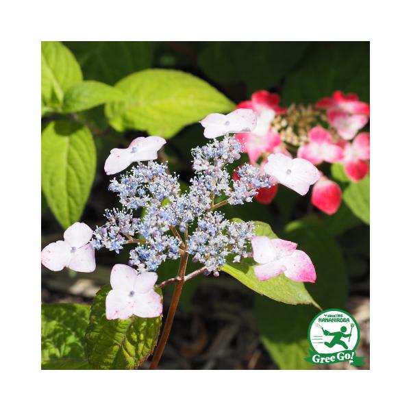 アジサイ 山紫陽花 苗 【紅 （くれない）】 幼苗 山アジサイ 紫陽花 品種 苗木 庭木 植木 花木 落葉樹 低木 日陰白色の咲き始めはから徐々に赤色に移り変わるヤマアジサイです。条件が合うと深紅の素晴らしい発色を花を咲かせます。コンパクト...