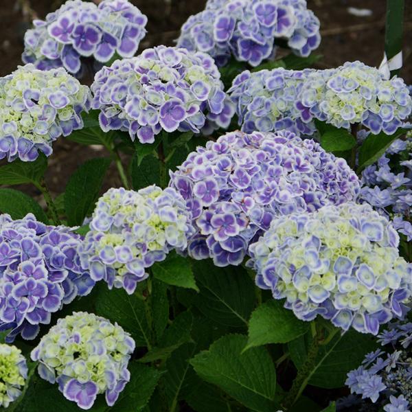 アジサイ 苗 【ガーデンアジサイ モナリザ】 幼苗 紫陽花 品種 苗木 庭木 植木 花木 落葉樹 低木 日陰 加茂セレクションピンク〜薄紫に白覆輪、弁の縁に刻みが入るテマリ咲。一般に白覆輪の品種は、性質が弱く立派な株になりにくいが、丈夫さの...