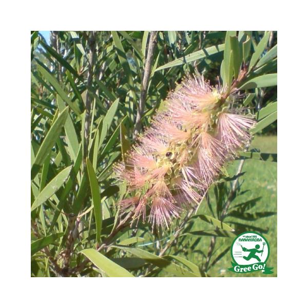 ◆送料無料◆ キンポウジュ 苗 【ピンクシャンペン】 5号ポット苗 金宝樹 ブラシノキ カリステモン 苗木 植木 花木 庭木 シンボルツリー 常緑樹 高木試験管ブラシのようなユニークな姿の花を咲かせるのが特長です。キレイに色づくのは花びらで...