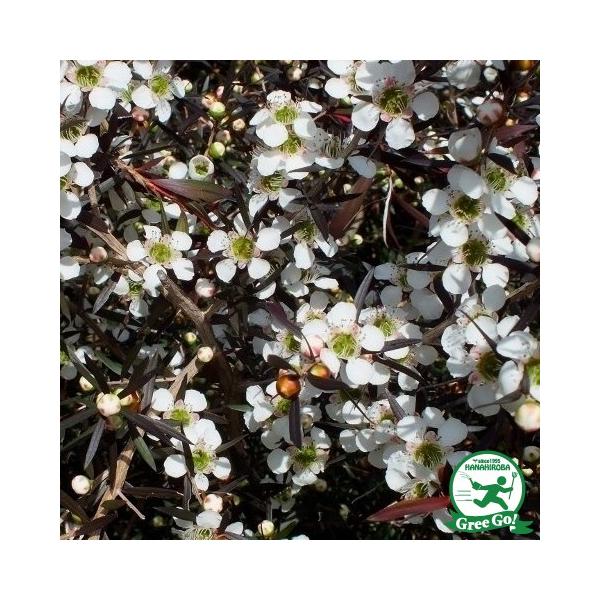 ◆送料無料◆ メラレウカ ティーツリー 苗 【レプトスペルマム カッパーグロー】 5号ポット苗 苗木 低木 庭木 常緑樹 南欧風ガーデンメラレウカはオーストラリア原産のフトモモ科の植物です。ティートゥリーの仲間であるメラレウカ属をはじめ、カ...