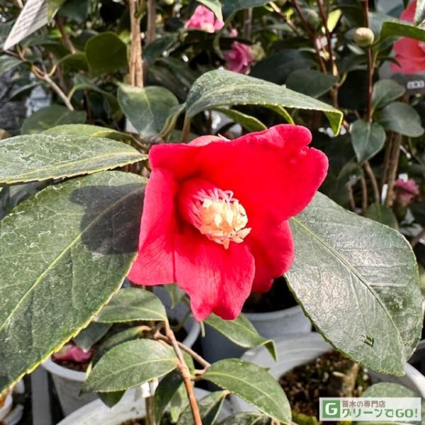 椿 苗木 接木苗 【村下 （むらげ）一重咲き】 2年生 接ぎ木苗 ツバキ 苗木 植木 花木 庭木 シンボルツリー 生垣 目隠し 常緑樹 高木用途：庭木、シンボルツリー、目隠し、盆栽難易度：初心者におすすめ。手間がかからない。植栽適地：関東以...