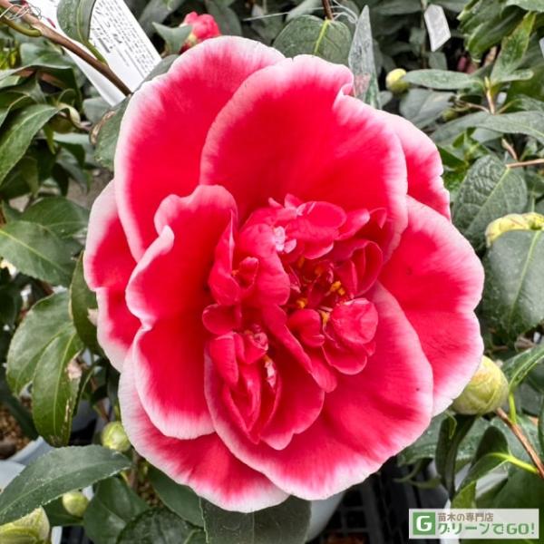 椿 苗木 接木苗 【玉ありあけ （たまありあけ）八重咲き】 2年生 接ぎ木苗 ツバキ 苗木 植木 花木 庭木 シンボルツリー 生垣 目隠し 常緑樹 高木用途：庭木、シンボルツリー、目隠し、盆栽難易度：初心者におすすめ。手間がかからない。植栽...