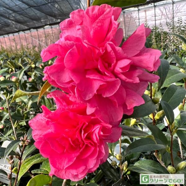 椿 苗木 接木苗 【ピオニーガール 西洋椿】 2年生 接ぎ木苗 ツバキ 苗木 植木 花木 庭木 シンボルツリー 生垣 目隠し 常緑樹 高木用途：庭木、シンボルツリー、目隠し、盆栽難易度：初心者におすすめ。手間がかからない。植栽適地：関東以南...