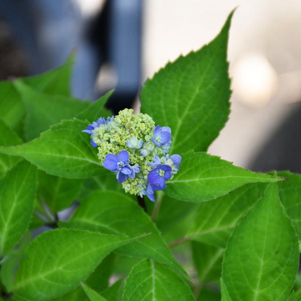 アジサイ 山紫陽花 苗 【九重の凛華】 幼苗 山アジサイ 紫陽花 品種 苗木 庭木 植木 花木 落葉樹 低木 日陰品種の系統ユキノシタ科 アジサイ属植 栽 適 地北海道西部〜沖縄開　花　期6〜7月樹高と性質1〜1.5ｍ（落葉低木）用　途　鉢...