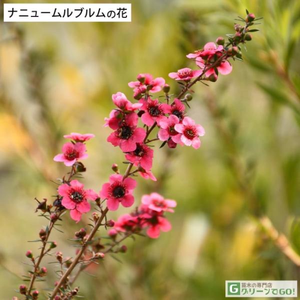 メラレウカ ティーツリー 苗 【ナニュームルブルム】 ポット苗 苗木 低木 庭木 常緑樹 南欧風ガーデンメラレウカはオーストラリア原産のフトモモ科の植物です。ティートゥリーの仲間であるメラレウカ属をはじめ、カリステモン属、レプトスペルマム属...