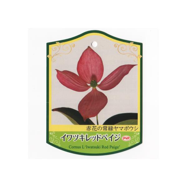 ◆訳あり 在庫処分◆ <br>◇強剪定済◇ ヤマボウシ 苗 【常緑ヤマボウシ イワツキレッドペイジ ［登録品種］】 1.3〜1.4m ポット苗 シンボルツリー 苗木 常緑樹 里山の木 自然派ガーデン 雑木 庭木 イワツキ レッド...