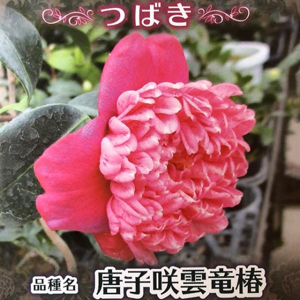 椿 苗木 【唐子咲雲竜 （からこさきうんりゅう） 唐子咲き】 2年生 接ぎ木苗 ツバキ 苗木 植木 花木 庭木 シンボルツリー 生垣 目隠し 常緑樹 高木清楚な一重咲の花から、椿とは思えない華やかな八重咲きまで、椿には魅力的な品種が豊富にあ...