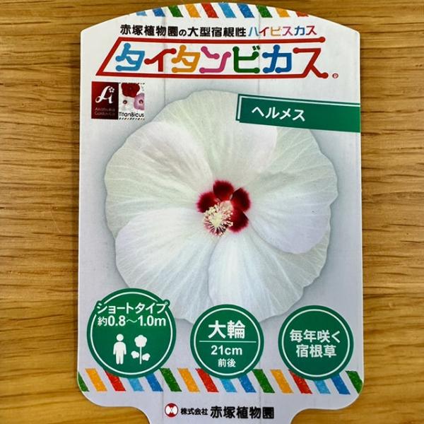 宿根草 苗 【ヘルメス ［登録品種］】 ポット苗 タイタンビカス 赤塚植物園 多年草強健で育てやすいタイタンビカスシリーズの宿根草！夏にたくさんの花を咲かせる大変強健なタイタンビカスシリーズの宿根草。植えつけ適正時期は、5〜6月ですが、その...