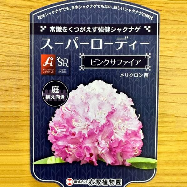 シャクナゲ 苗 【ピンクサファイア ［登録品種］】 ポット苗 赤塚植物園 スーパーローディー 常緑低木 低木 庭木 植木 花木 庭木の苗 石楠花 石南花 苗木非常に強健で美しい品種のスーパーローディーシリーズのシャクナゲ！赤塚植物園が、半世...