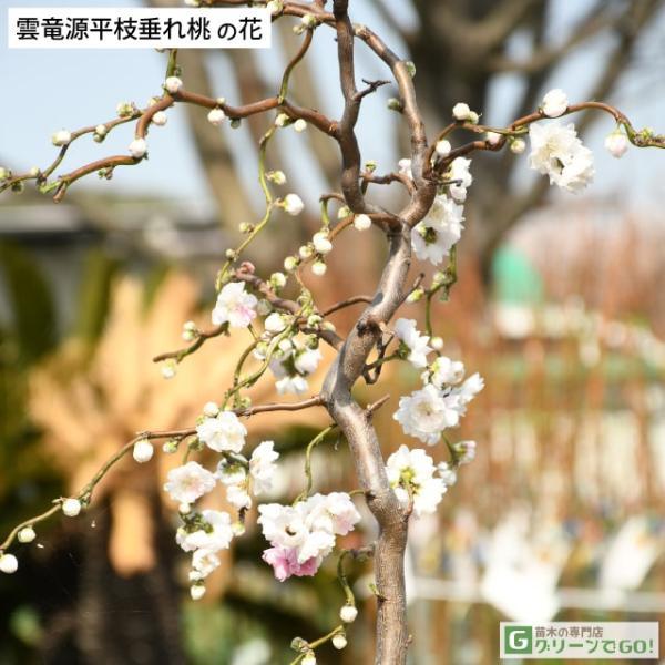 花桃 苗 【雲竜 源平枝垂れ桃 （うんりゅう げんぺいしだれもも）】 約1.3m 根巻き苗 【小】 はなもも 苗木 庭木 落葉樹 シンボルツリー≪花桃 「源平桃」の特長赤と白の咲分けが大人気の枝垂れ花桃♪サクラの花の咲く時期に前後して、ハナ...