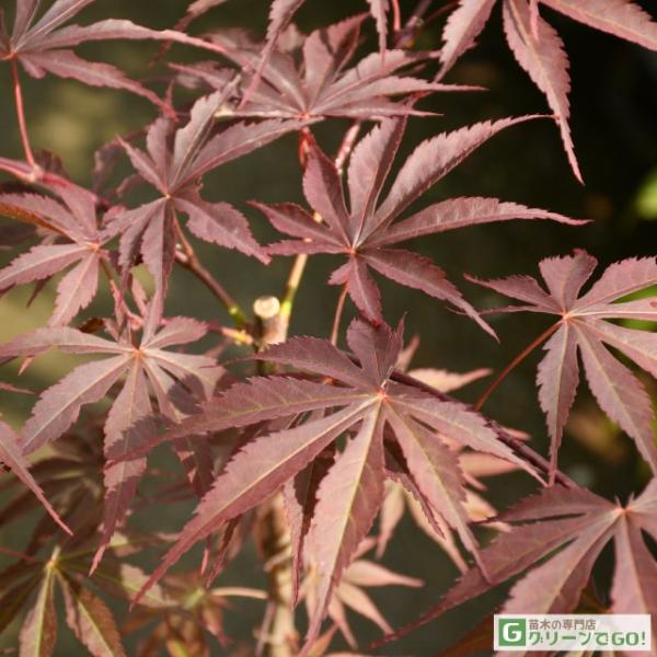 もみじ 苗木 【紅鏡 （べにかがみ）】 約0.7m ポット苗 カエデ 楓 苗 販売 植木 庭木 シンボルツリー 紅葉 盆栽 雑木 落葉樹 高木深い切れ込みが入った葉が特徴的。紅葉も綺麗。深い切れ込みが特徴的な葉を持つフカギレオオモミジ。春の...