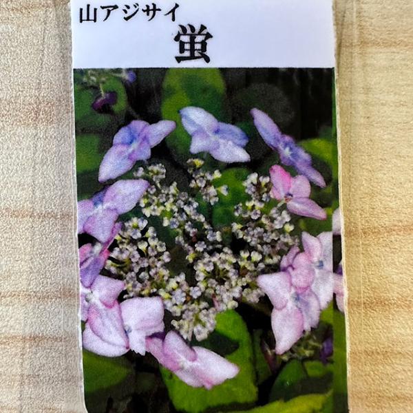 アジサイ 山紫陽花 苗 【蛍】 幼苗 山アジサイ 紫陽花 品種 苗木 庭木 植木 花木 落葉樹 低木 日陰品種の系統ユキノシタ科 アジサイ属植 栽 適 地北海道西部〜沖縄開　花　期6〜7月樹高と性質1〜1.5ｍ（落葉低木）用　途　鉢植え、庭...