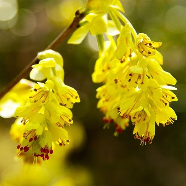 土佐水木 苗 【土佐ミズキ】 約0.3m ポット苗 トサミズキ 庭木 落葉樹 紅葉 低木 とさみずき 里山春に黄色の花を咲かせる花木。江戸時代から、庭木や盆栽、茶花として親しまれています。葉が出るよりも先に、3月下旬から4月に、5〜7個の丸...