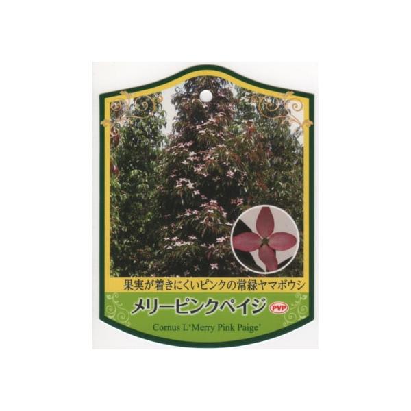 ◆訳あり 在庫処分◆ ◇強剪定済◇ ヤマボウシ 苗 【常緑ヤマボウシ メリーピンクペイジ ［登録品種］】 1.3〜1.4m ポット苗 ポット苗 シンボルツリー 苗木 常緑樹 里山の木 自然派ガーデン 雑木 庭木果実が着きにくいピンクの常緑ヤ...