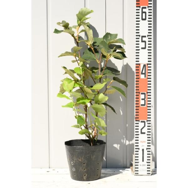 フォッサギラ 苗 【マヨール】 ポット苗 ブルーシャドー シロバナマンサク 苗木 植木 花木 庭木 落葉樹 紅葉 低木アメリカ南部原産の落葉低木。白花マンサクとも呼ばれることがありますが、 マンサクとは全然違って、ブラシノキと似た、小ぶりな...