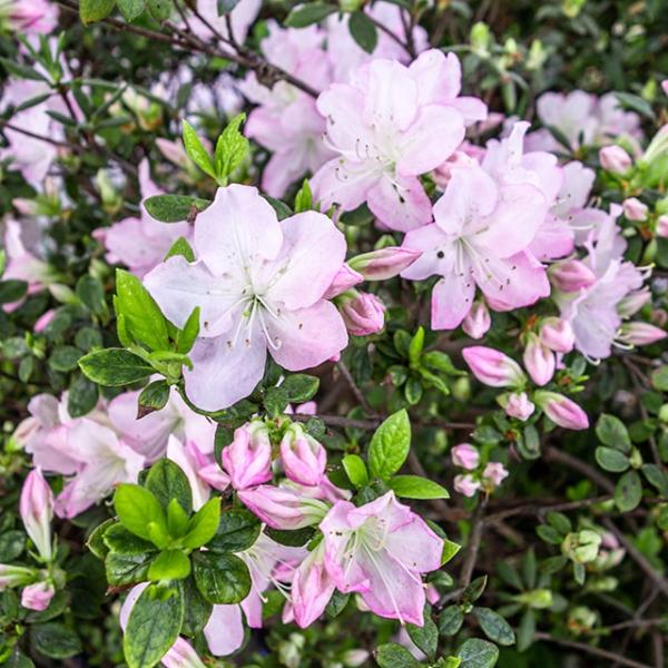 ツツジ 苗木 【黒船ツツジ】 約0.3m ポット苗 クロフネツツジ つつじ サツキ 里山の木 苗 落葉低木 植木 花木 庭木 シンボルツリー 雑木朝鮮半島から中国北部原産の落葉性ツツジ。日本には江戸時代に黒船によって持ち込まれた、というのが...