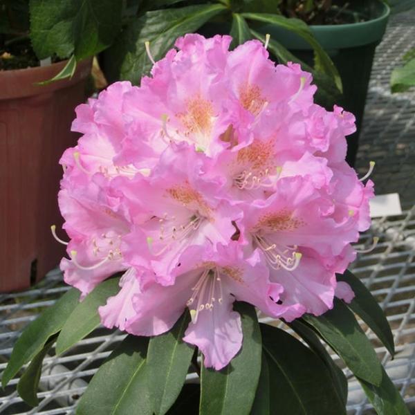 シャクナゲ 苗 【ビューティーエンプレス ［登録品種］】 ポット苗 赤塚植物園 スーパーローディー 常緑低木 低木 庭木 植木 花木 庭木の苗 石楠花 石南花 苗木非常に強健で美しい品種のスーパーローディーシリーズのシャクナゲ！赤塚植物園が...