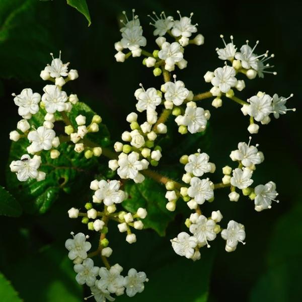 ガマズミ 苗 【コバノガマズミ】 約0.3m ポット苗 庭木 落葉樹 紅葉 低木 里山日本各地に自生している落葉低木。花や実が美しいです。ガマズミの仲間で、ガマズミよりも葉が小さいとしてコバノガマズミと名付けられました。4月〜5月に白い花が...