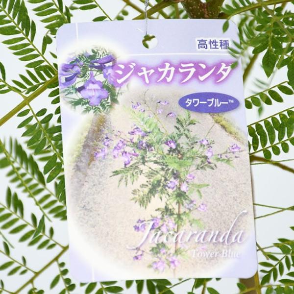 ジャカランダ 苗 【タワーブルー】 接ぎ木苗 紫雲木 キリモドキ ハワイ桜 苗木 庭木 半耐寒性 落葉 低木南米原産の高性種。ジャカランダは世界三大花木の1つとして数えられる花木です。タワーブルーは高性種でタワー状に伸びますが、開花後の剪定...
