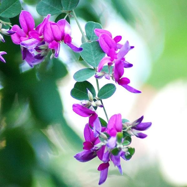 ハギ 苗 【ダルマハギ】 幼苗 だるま 達磨 萩 ハギ 夏萩 苗木 庭木 落葉樹 低木 県花 秋の七草秋の七草に数えられ、日本の秋を代表する花のひとつハギ。ダルマ萩は、5月頃から花を楽しめる早咲き品種。刈り込めばもう一度8月下旬10月頃まで...