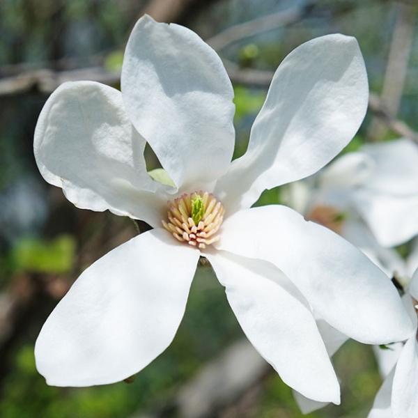 タムシバ 苗 【タムシバ】 ポット苗 田虫葉 カムシバ ニオイコブシ 苗木 庭木 落葉樹 高木 シンボルツリー 里山春の早い時期に咲くコブシの仲間で落葉高木。花も似ています。花期は4〜5月。コブシの花との見分け方は、花の下に1枚葉が付くかど...