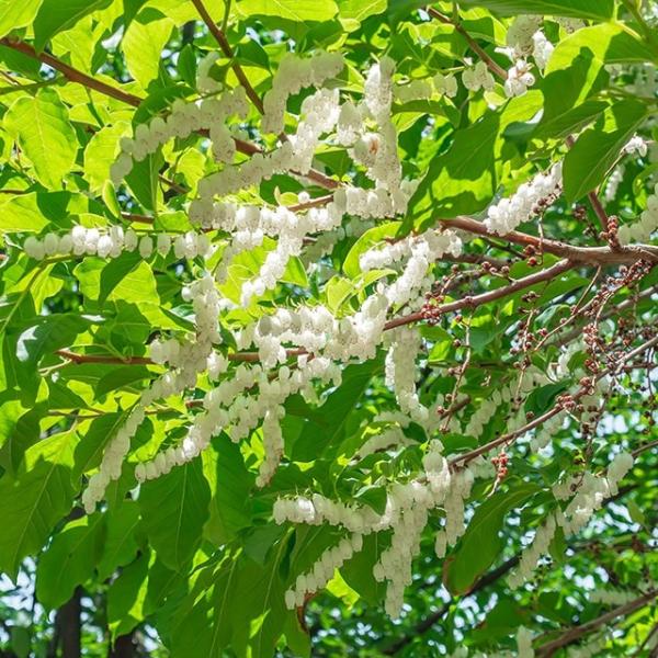 ネジキ 苗 【ネジキ】 ポット苗 捩木 苗木 庭木 落葉樹 低木 シンボルツリー 里山捻じれながら生長するユニークな樹木。一列に連なるベル花も可愛い。アセビ・シャシャンボ・ドウダンツツジのような、白いベル型の小さな花が一列に連なって咲きます...