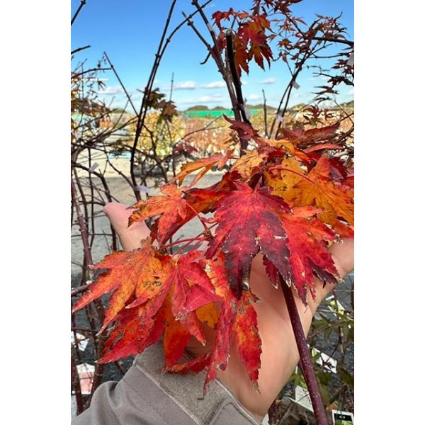 もみじ 苗木 【関の華厳 （せきのけごん）】 約1.0m 根巻き苗 枝垂れ カエデ 楓 苗 販売 植木 庭木 シンボルツリー 紅葉 盆栽 雑木 落葉樹 高木珍しいコハウチワカエデの枝垂れ品種。関の華厳は、 若葉は緑で、赤く小さな花を咲かせ、...