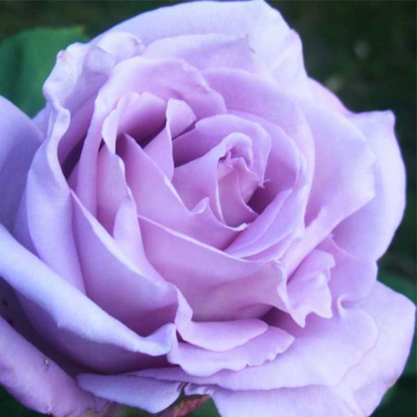 バラ 苗 【つるバラ ブルームーン (CL) 大輪 返り咲き】 アーチ向け 薔薇 ローズ バラ の 苗半剣弁抱え咲きの上品な薄紫色のバラ。花もボリュームがあり、香りも非常に強い人気の品種です。枝はトゲが少なく扱いやすいですが、太く堅いため誘...