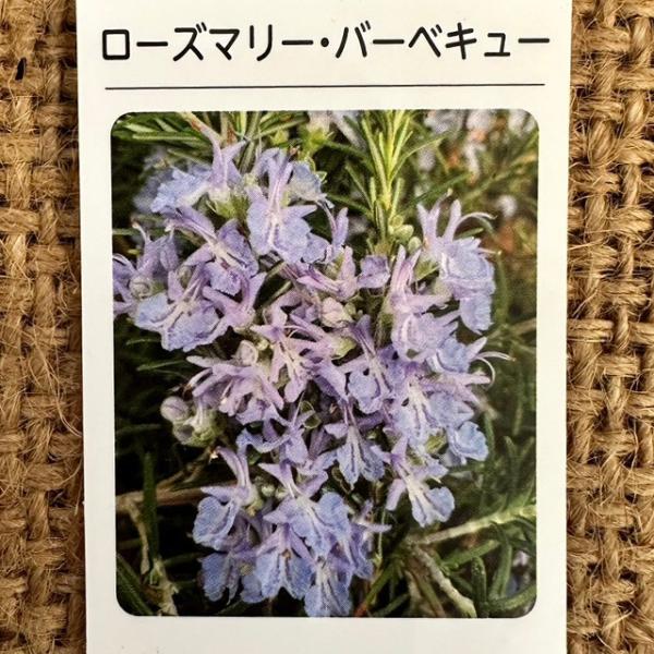 ローズマリー 苗 【バーベキュー】 ハーブティー 料理 ハーブバス ドライフラワー ポプリ 庭植え●ローズマリー「バーベキュー」の特長肉料理との相性がとても良く、丈夫で育てやすい。用途：ハーブティー 料理 ハーブバス ドライフラワー ポプリ...