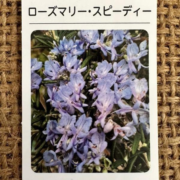 ローズマリー 苗 【スピーディー】 ハーブティー 料理 ハーブバス ドライフラワー ポプリ 庭植え●ローズマリー「スピーディー」の特長非常に生育が早い丈夫な、淡いブルー花の立性種。香りがスパイシー。用途：ハーブティー 料理 ハーブバス ドラ...