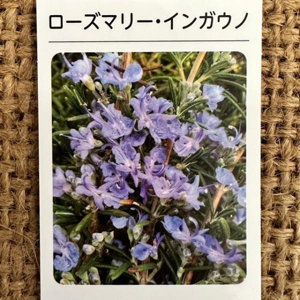 ローズマリー 苗 【インガウノ】 ハーブティー 料理●ローズマリー「インガウノ」の特長スッキリとしたやや刺激的な香り、淡い紫色花の立性品種。 強健で耐寒性・病気に強く、縦横ともによく育ちますので生垣におすすめです。耐寒性が強い。用途：ハーブ...