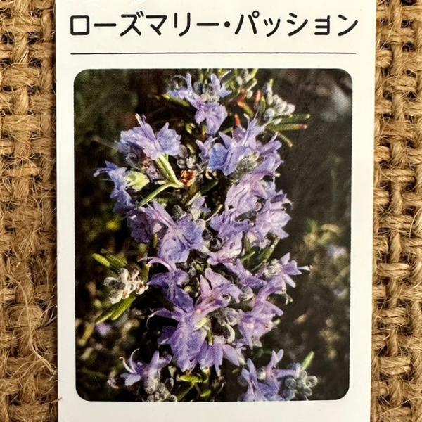 ローズマリー 苗 【パッション】 ハーブティー 料理 ハーブバス ドライフラワー●ローズマリー「パッション」の特長 美しいスカイブルー花、半ほふく性種、葉は短く枝に密集しています。 耐寒性、強健種。用途：ハーブティー 料理 ハーブバス ドラ...