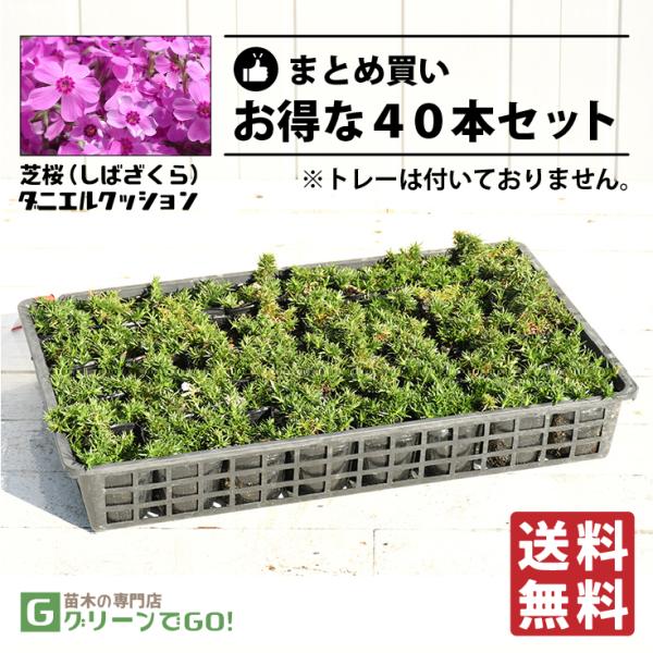 ◆送料無料◆ 芝桜 （シバザクラ） 苗 【ダニエルクッション】 3号ポット苗×40本セット 宿根草 苗木 多年草 耐寒性 耐暑性 常緑 グランドカバー芝桜はハナシノブ科の多年草でグランドカバーとして利用される事が多いです。    花ひろば実...