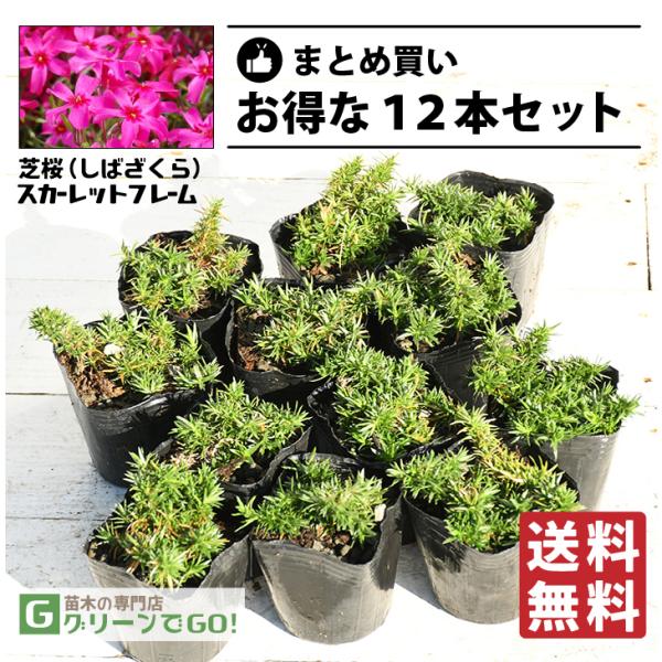 ◆送料無料◆ 芝桜 （シバザクラ） 苗 【スカーレットフレーム】 3号ポット苗×12本セット 宿根草 苗木 多年草 耐寒性 耐暑性 常緑 グランドカバー芝桜はハナシノブ科の多年草でグランドカバーとして利用される事が多いです。    花ひろば...