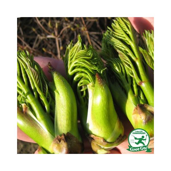 タラの芽 苗 【山菜 タラの木】 タランボ 苗木 野菜 野菜苗春の味覚として愛されているタラの木はウコギ科の落葉低木で、枝分かれせずに幹が直立して成長するのが特徴。タラノキの新芽です。もちっとした食感で、口の中に広がるほのかな苦みがあり、天...