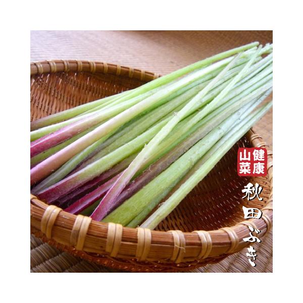 フキ 苗 【山菜 秋田ぶき】 4号ポット苗 蕗 苗木 野菜 野菜苗自然の恵み。健康山菜！東北の秋田地方を中心に北日本に広く分布していることから「秋田ぶき」と呼ばれる。茎が太く美しい。ポリフェノール（トネン・アンゲリカ酸等）が豊富な健康山菜で...