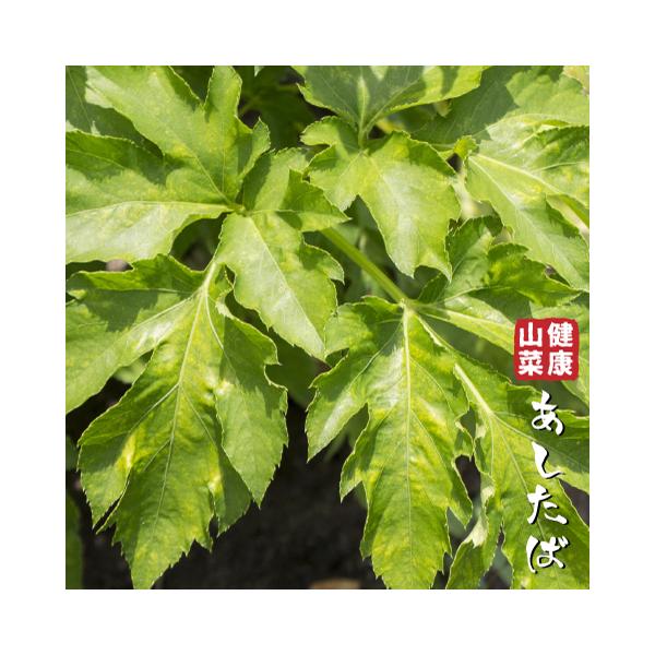 アシタバ 苗 【山菜 あしたば】 4号ポット苗 明日葉 苗木 野菜 野菜苗自然の恵み。健康山菜！今日葉を摘んでも明日にはまた葉が生えてくると言われるほど、生長が早いのでこの名が付きました。カルコン、クマリンなどが含まれる健康山菜です。セリ科...