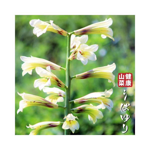 ウバユリ 苗 【山菜 うばゆり（オオウバウリ）】 4号ポット苗 苗木 野菜 野菜苗自然の恵み。健康山菜！花の咲く頃には葉が枯れていることが多く、その姿を歯が抜けた姥（うば）の姿に見立てたとされています。本種はウバユリよりも大型で花の多いタイ...