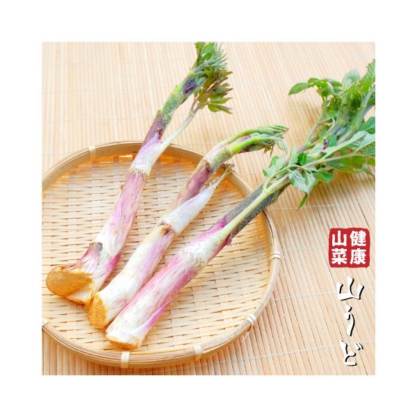 ヤマウド 苗 【山菜 山うど】 4号ポット苗 苗木 野菜 野菜苗自然の恵み。健康山菜！風も無いのに自分から動いているように見えるので「独活」または「動く」が訛り、「ウド」と呼ばれるようになったと言われます。クロロゲン、ケルセンチ、ケンフェノ...