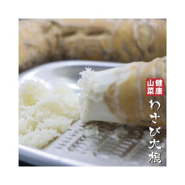 ワサビ 苗 【山菜 わさび大根】 4号ポット苗 山葵 苗木 野菜 野菜苗自然の恵み。健康山菜！ワサビのような辛味を持ち、ダイコンの根のように太い根を持つことから「わさび大根」と名付けられました。ヨーロッパから来た外来種です。ビタミンCが豊富...
