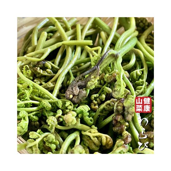 ワラビ 苗 【山菜 わらび】 4号ポット苗 苗木 野菜 野菜苗自然の恵み。健康山菜！芽の形が子供の握りこぶしに似ていることから「わらべ」が訛った、「わらわらと生えている」ことからなど諸説あります。アミノ酸アスパラギン、グルタミン酸、アストラ...