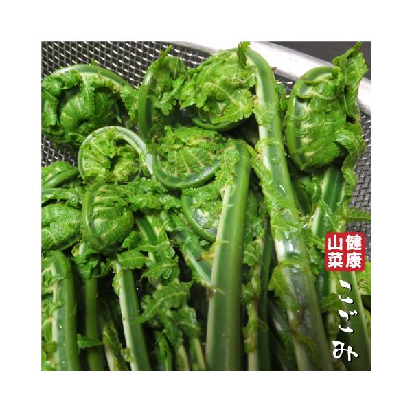 コゴミ 苗 【山菜 こごみ】 4号ポット苗 屈 クサソテツ 苗木 野菜 野菜苗自然の恵み。健康山菜！若葉が巻いている姿を人がかがんでいる（こごんでいる）状態に見立てたもの。また、別名「クサソテツ」は、全体がソテツに似た印象を与えることからと...